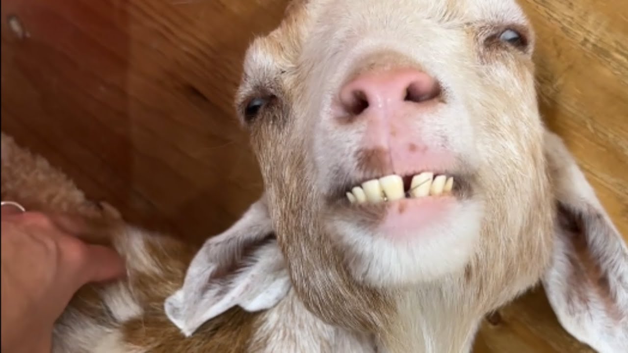 Neglected goat gets rescued. Then she spends 2 years in prison. - YouTube