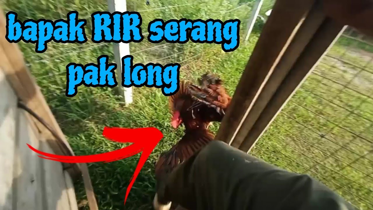 [Episod1186] pak long come back. apa jadi lepas 5 hari pak long tak ...