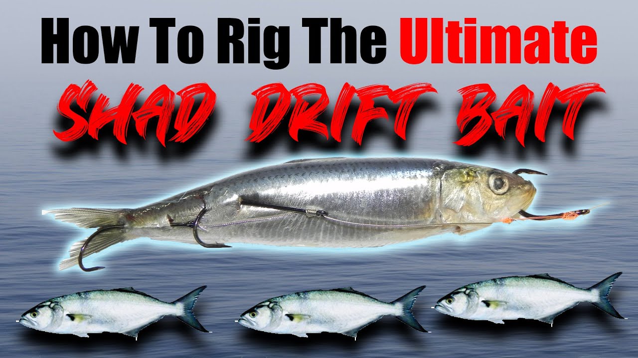 How to rig the Ultimate Shad Drift Bait - YouTube