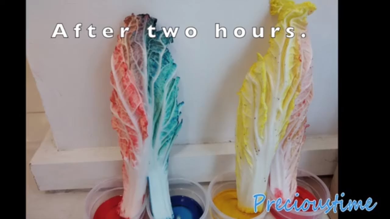 Plant Absorption Experiment - Science For Kids (Splited Stems Version ...