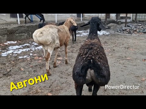 Кучкорхои Авгони фуруши.  Ватсап 907 30 60 40.  Тел 206 90 91 91 