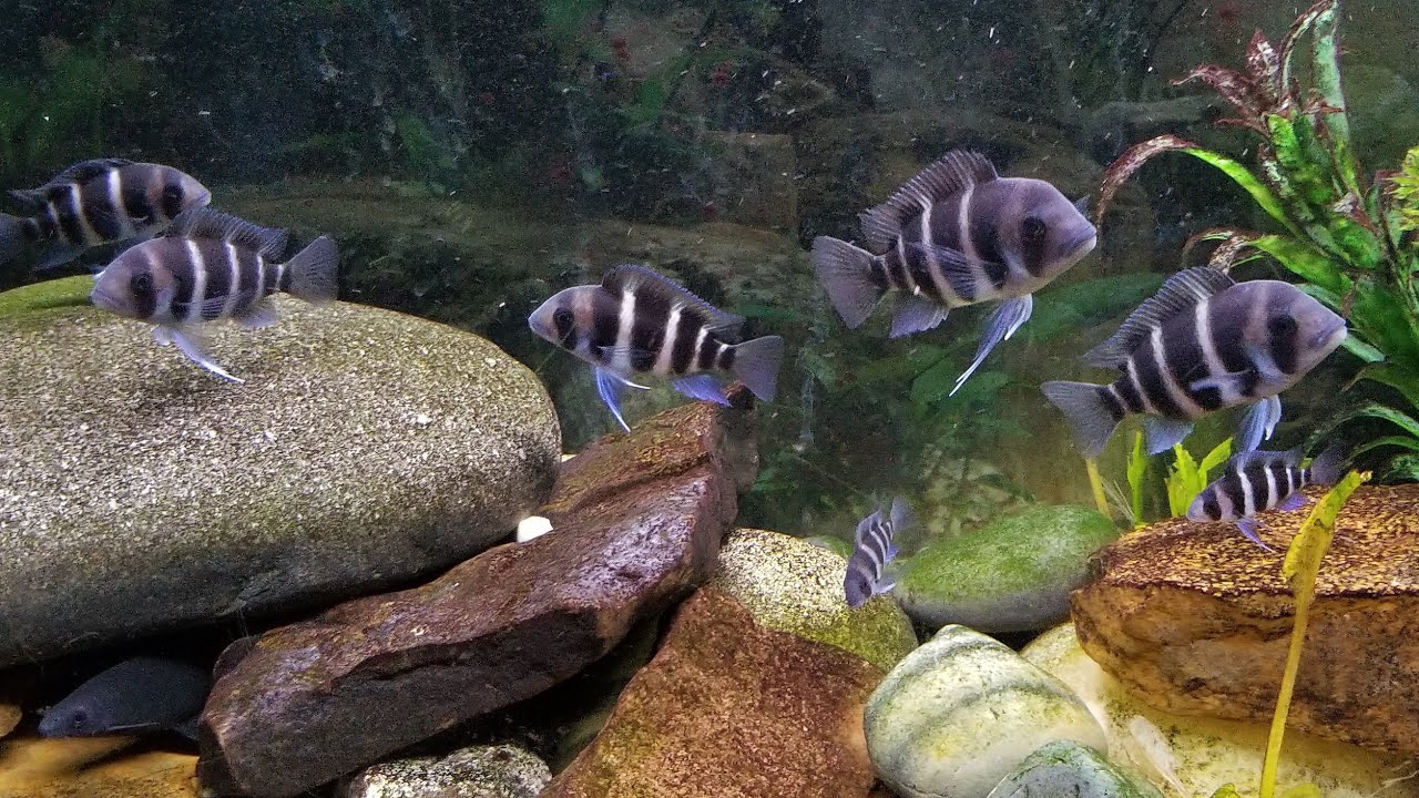 Feeding My Frontosa Grow Out Tank - YouTube