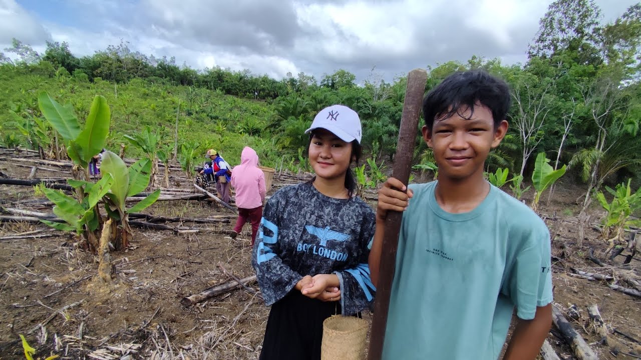 Ngehek / Manugal Dayak Dusun Malang. simbol gotong royong dalam ...