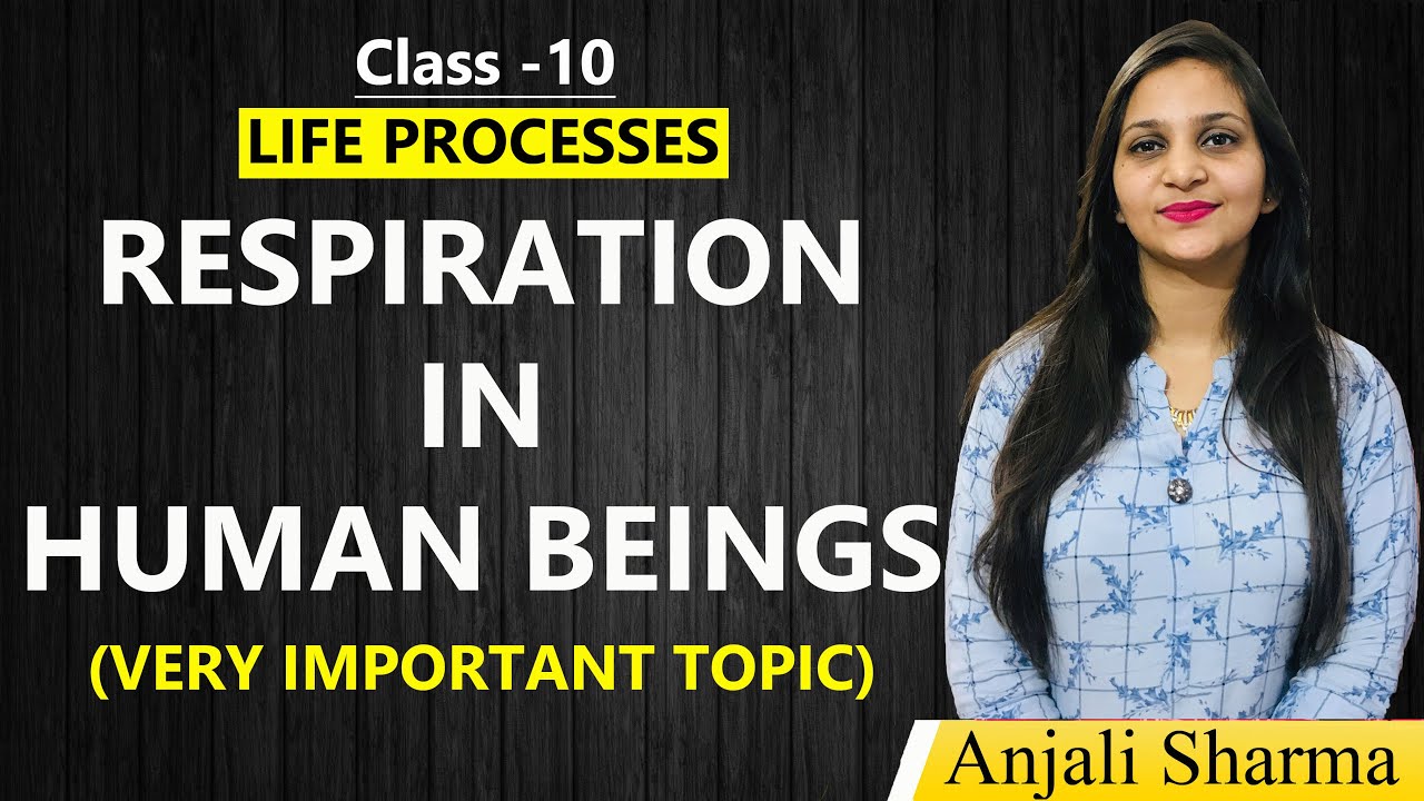 Human respiratory system class 10|Life processes|Life processes class ...