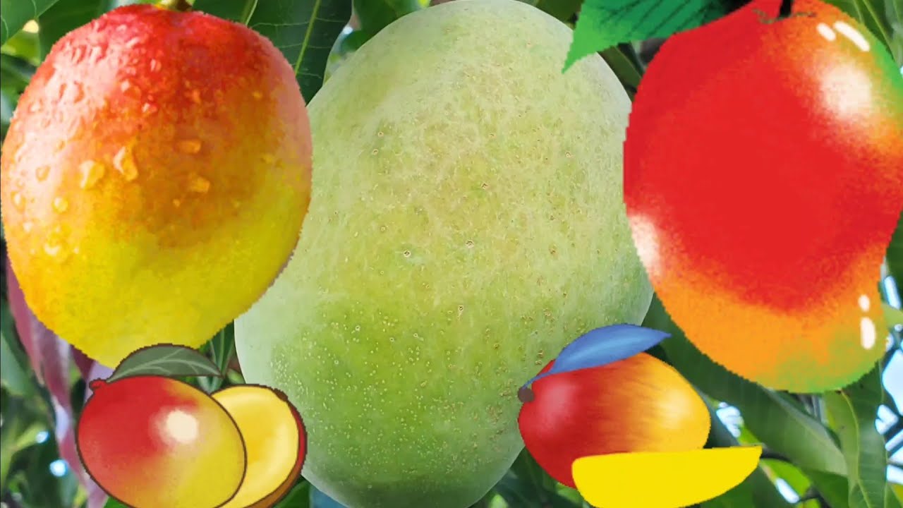 Vlog183-🥭Hawaii Mangos Homegrown Garden😋Xoài Hawaii Trồng Từ Hột👌Cây ...