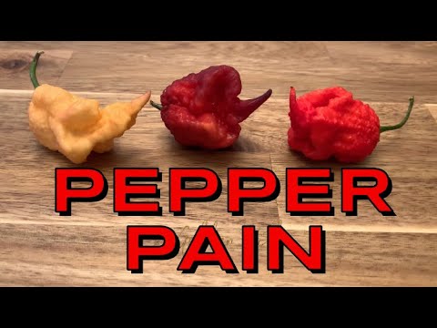 A TRIO of Superhot Pepper Pain! Courtesy of M. Arthur and Deathridge ...
