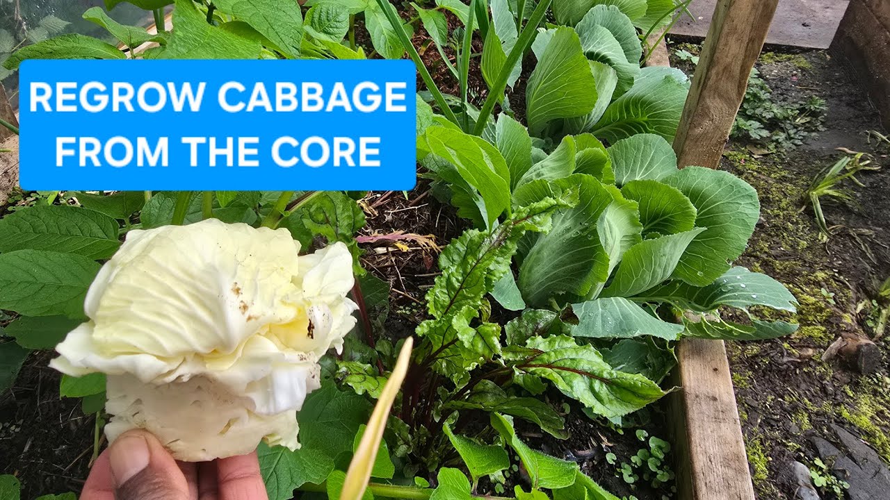 Three Methods of Regrowing Cabbage From the Core - YouTube