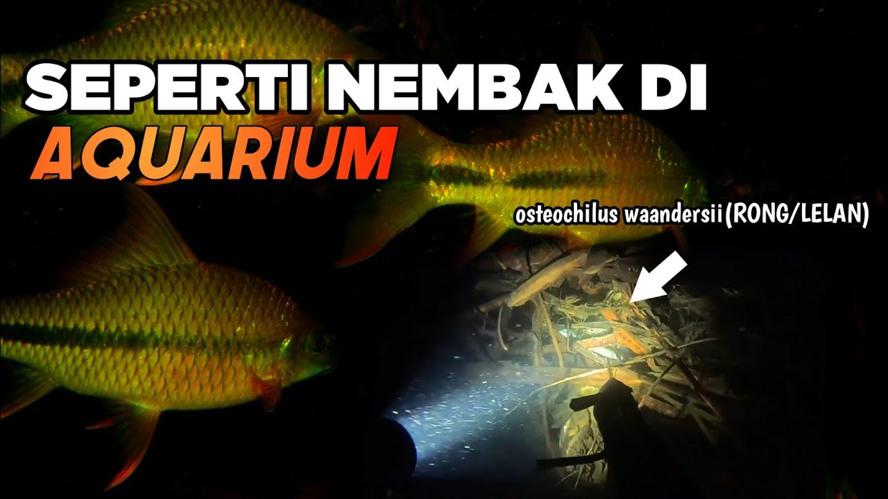 Menembak ikan di sungai malam hari IKAN RONG/LELAN (Osteochilus ...