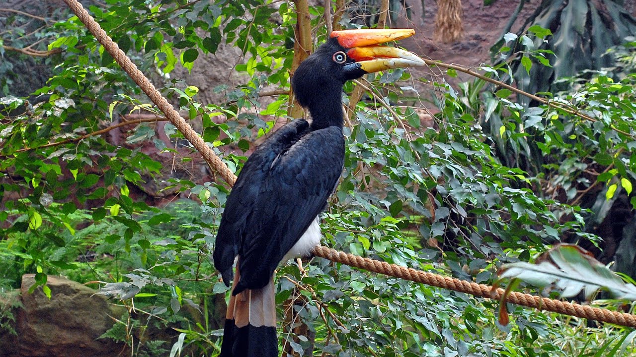 PASĂREA RINOCER - meșterul Manole al păsărilor - YouTube