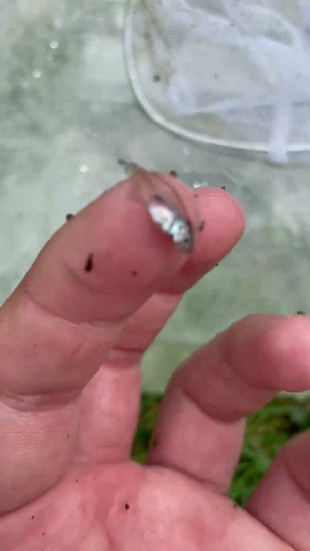 I caught the worlds smallest bluegill #catchandrelease #fishing - YouTube