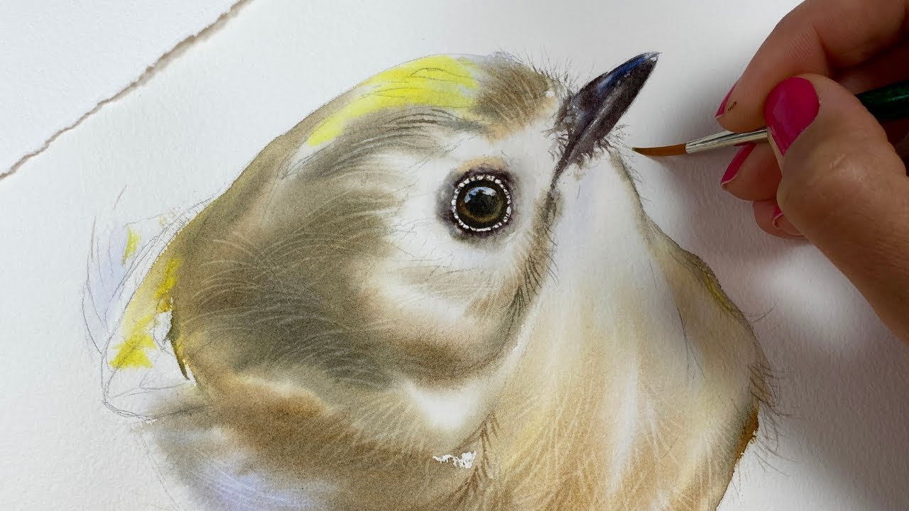 How to paint soft feathers | class preview only Watercolors - YouTube