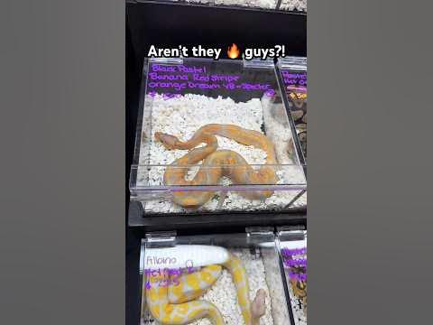 🍊 SPECKLED Python 🐍 - YouTube