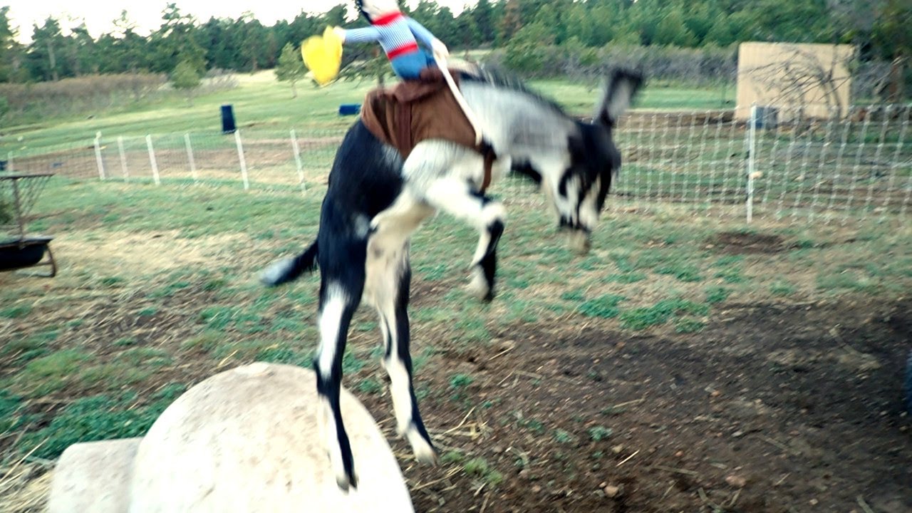 Baby goat rodeo & fiddle live | May 29, 2022 - YouTube