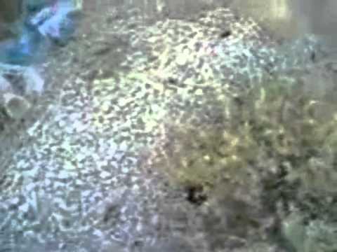 grave with snakes - YouTube