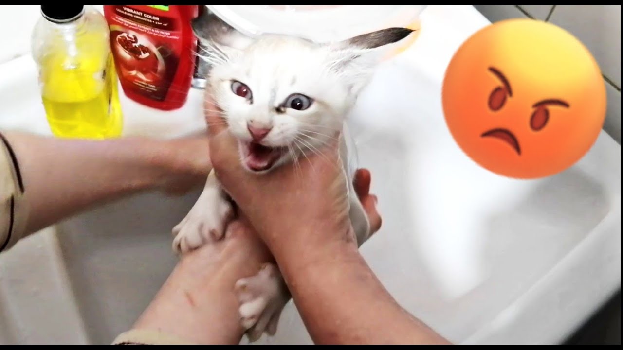 baby cat crying in his first bath - YouTube