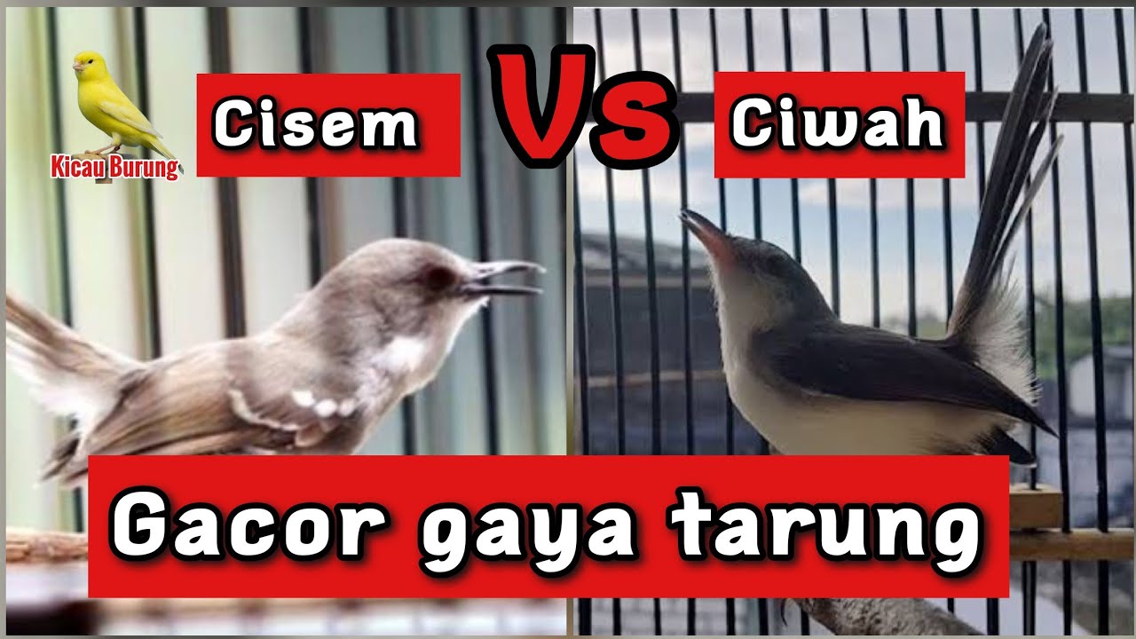 Cisem Vs Ciwah Tarung @kicauburung_desa - YouTube