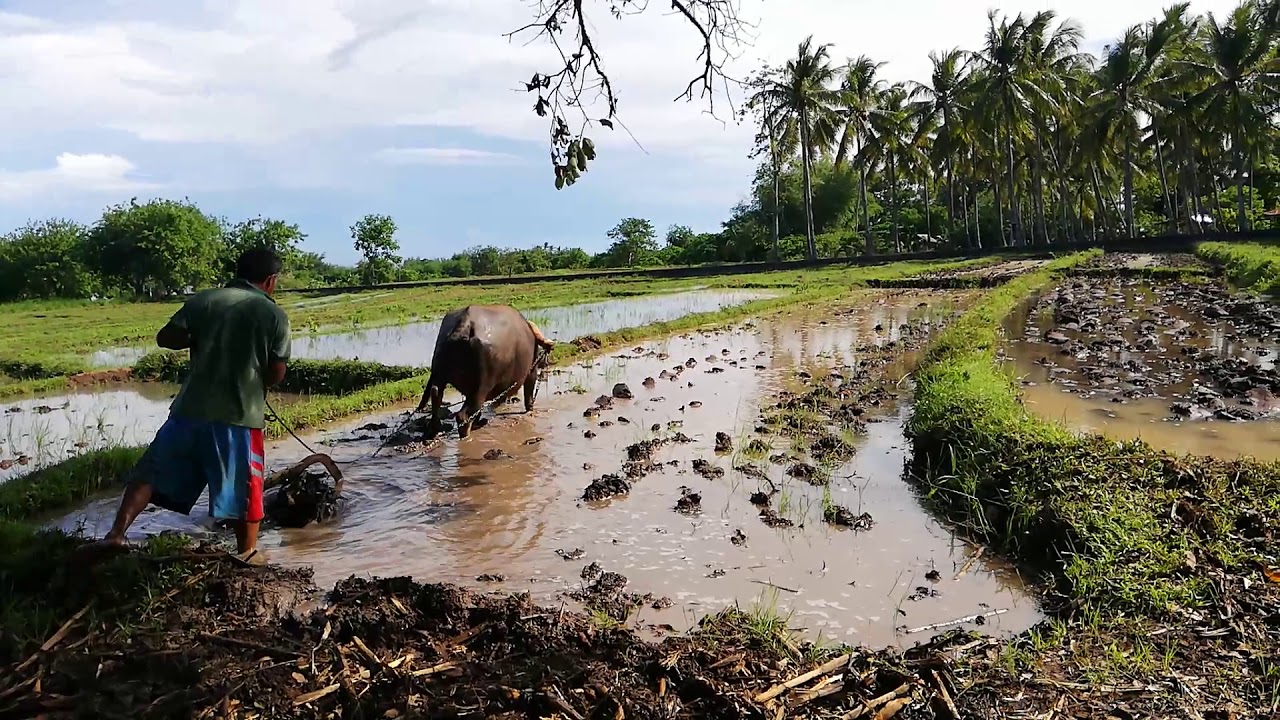 How to plant rice (step#1) - YouTube