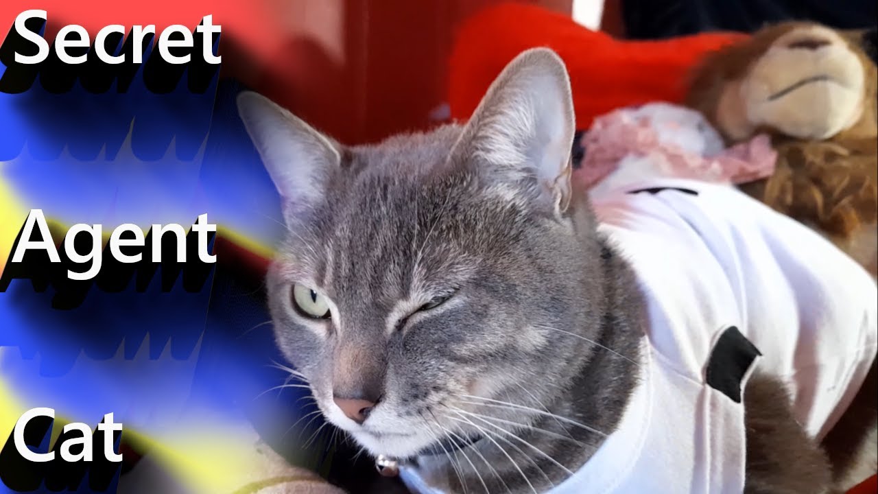 Secret Agent Cat - YouTube