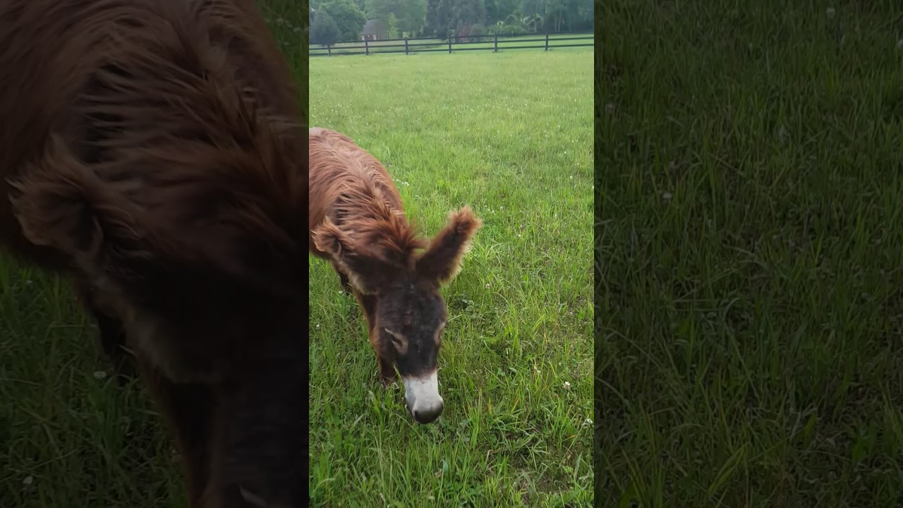 Izzy mini wooly donkey 2017 - YouTube