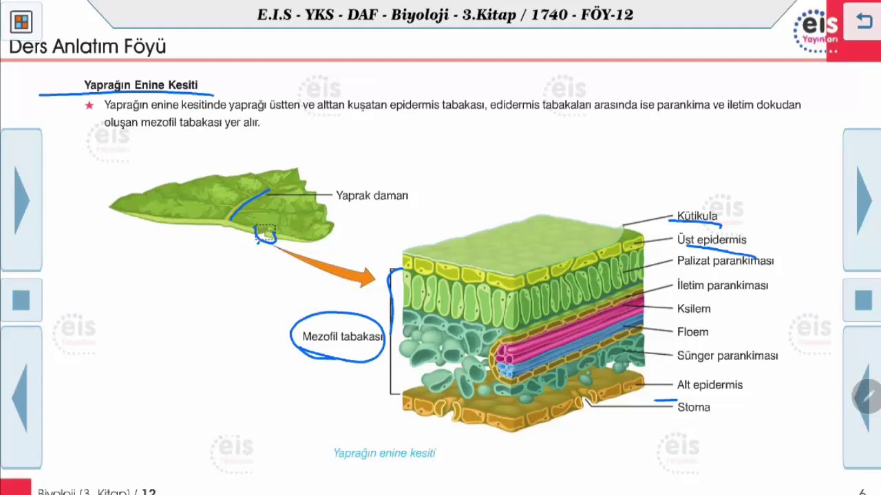 Biyoloji 3 - Bitki Biyolojisi 4 🔬 - YouTube