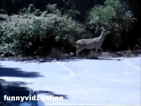 Deer Tries To Jump Fence Fail - YouTube