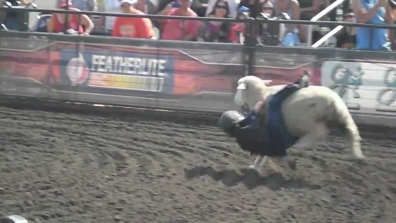 Mutton Busting - YouTube