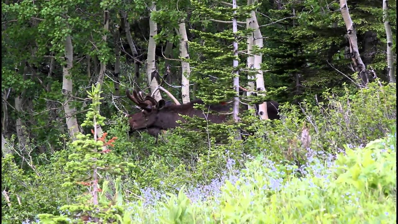 moose - YouTube