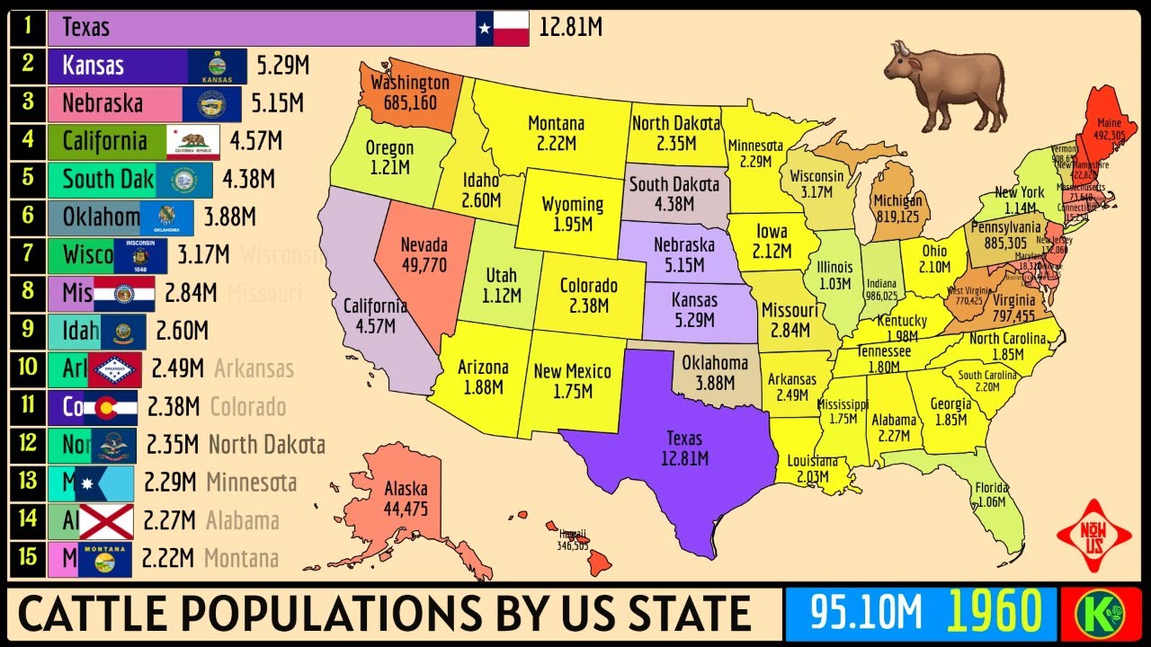 LARGEST CATTLE POPULATIONS BY US STATE - YouTube