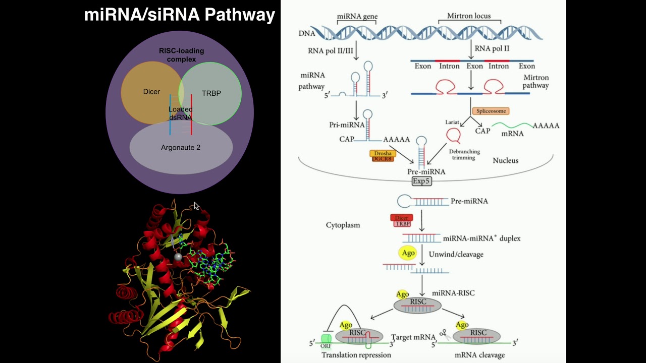 RNAi: Gene Regulation via miRNAs & siRNAs - YouTube