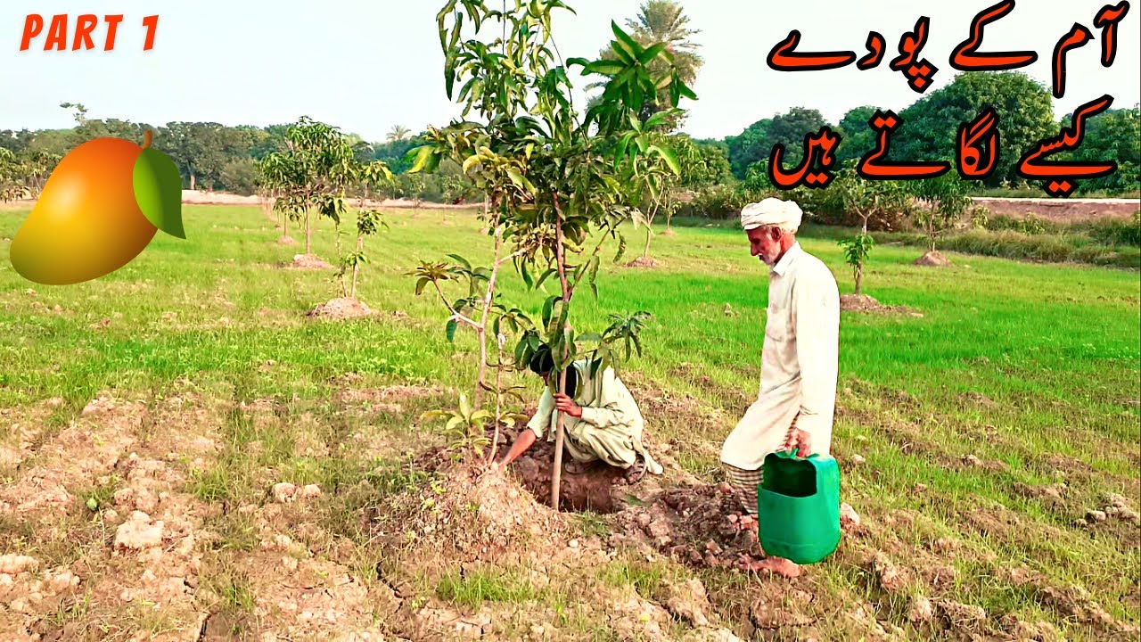 Mango Farming: Part 1 - High Density Mango Plantation in Our Village l ...