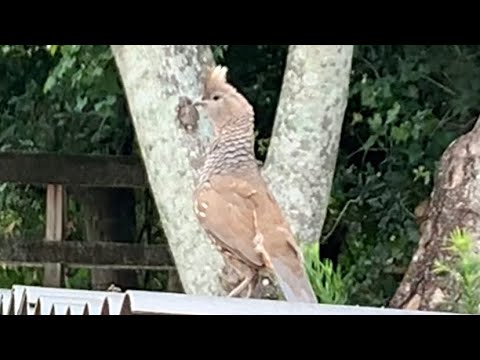 Yards Birds, Benson Quail, Scaled Quail, Orange Bobwhites, Silver ...