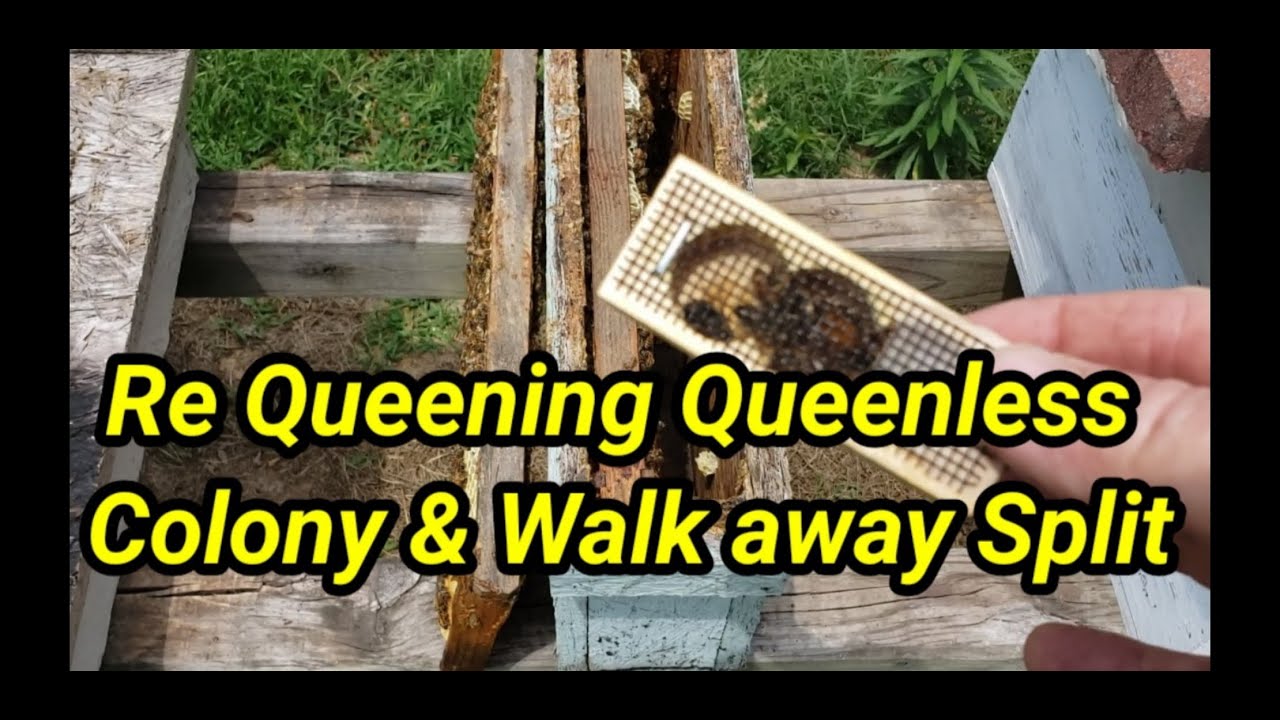 Requeening Queenless Colony & Walk Away Split - YouTube