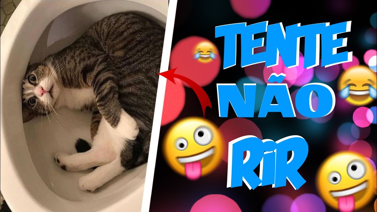 TENTE NÃO RIR VÍDEOS DE GATOS MAIS ENGRAÇADOS #17 - YouTube