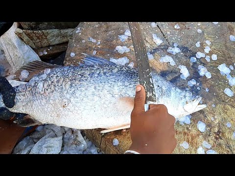 Koduva Fish Cutting And Slicing In Fish Market - YouTube