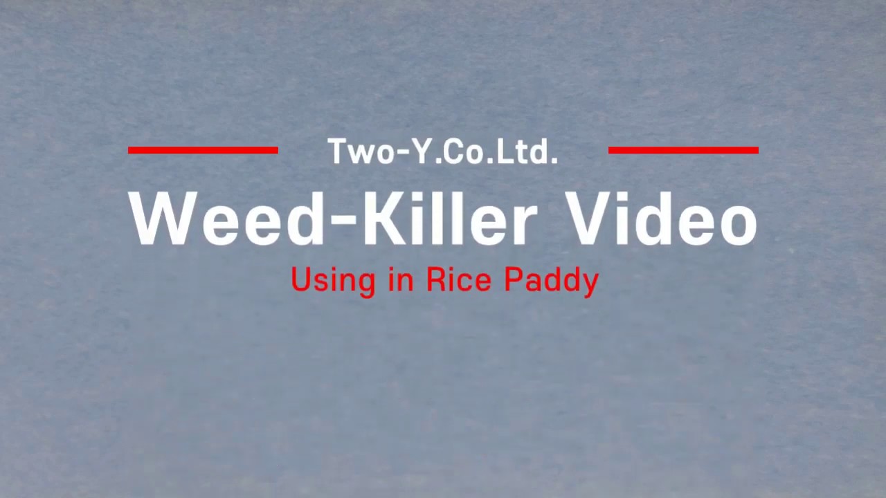 Using Weed-Killer to weed in Rice Paddy - YouTube