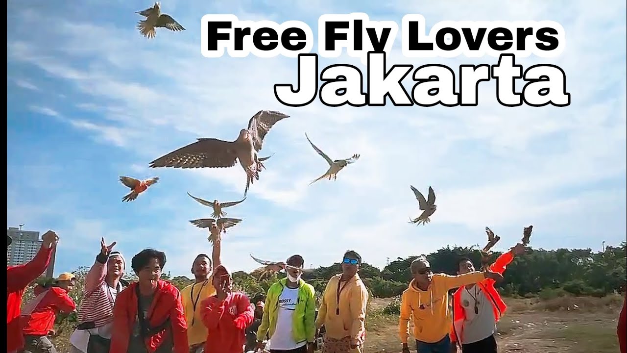 Free Fly Lovers | Jakarta Free Fly | Parrot Free fly - YouTube