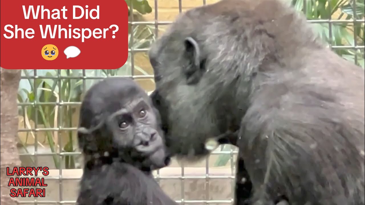 Adorable baby gorilla Kayembe (2023) – Video #42: mom’s sweet whisper ...