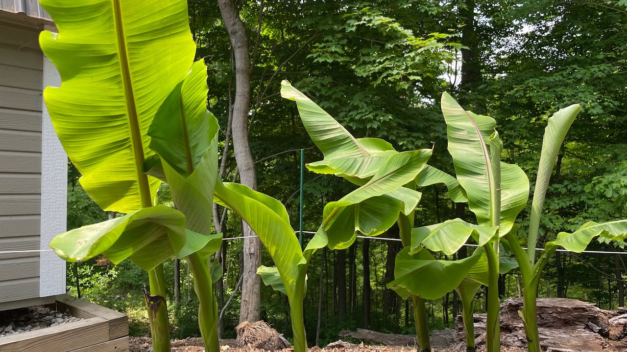 Musa Basjoo Bananas Thriving After A 8°f Unprotected Winter Youtube