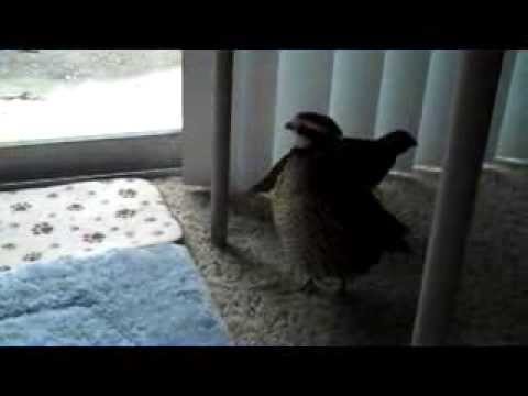 Variation of the Bobwhite call - YouTube