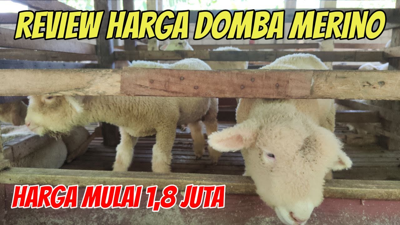 REVIEW HARGA PAKET BREEDING DOMBA DORPER, AWASSI, TEXEL, DAN MERINO ...