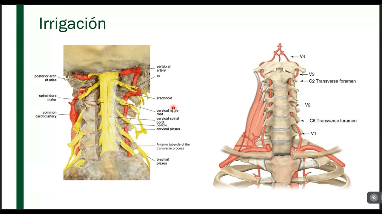 Anatomía Del Cuerpo Vertebral Cervical Columna Cervical | 1000144