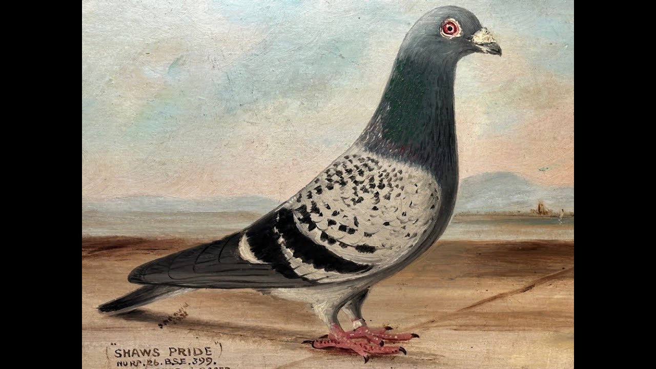 The Pigeon Movie - YouTube