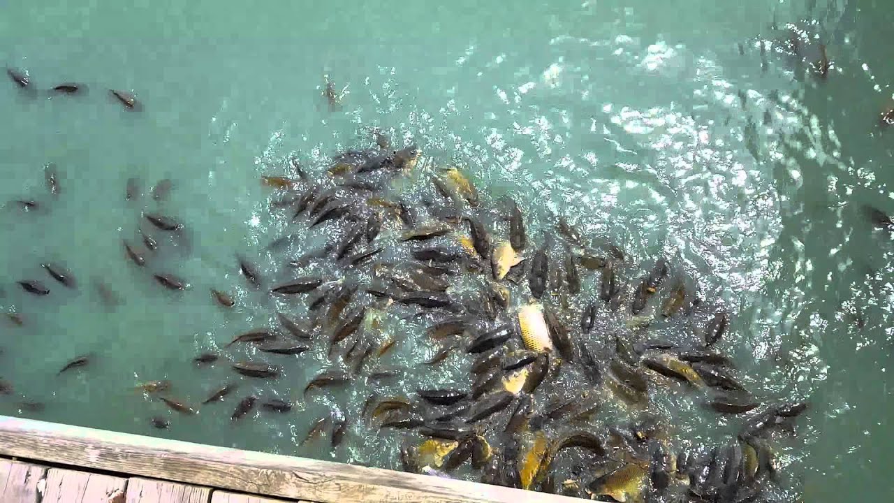 Floppy Fish Madness Episode 2: Lots of Food for Lots of Fish - YouTube