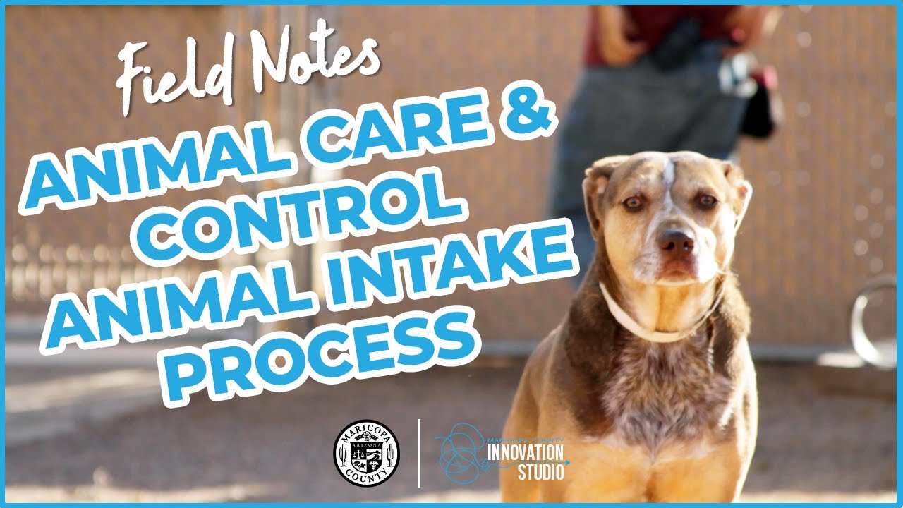 Field Notes: Reducing the Animal Intake Handling Time for Animal Care ...