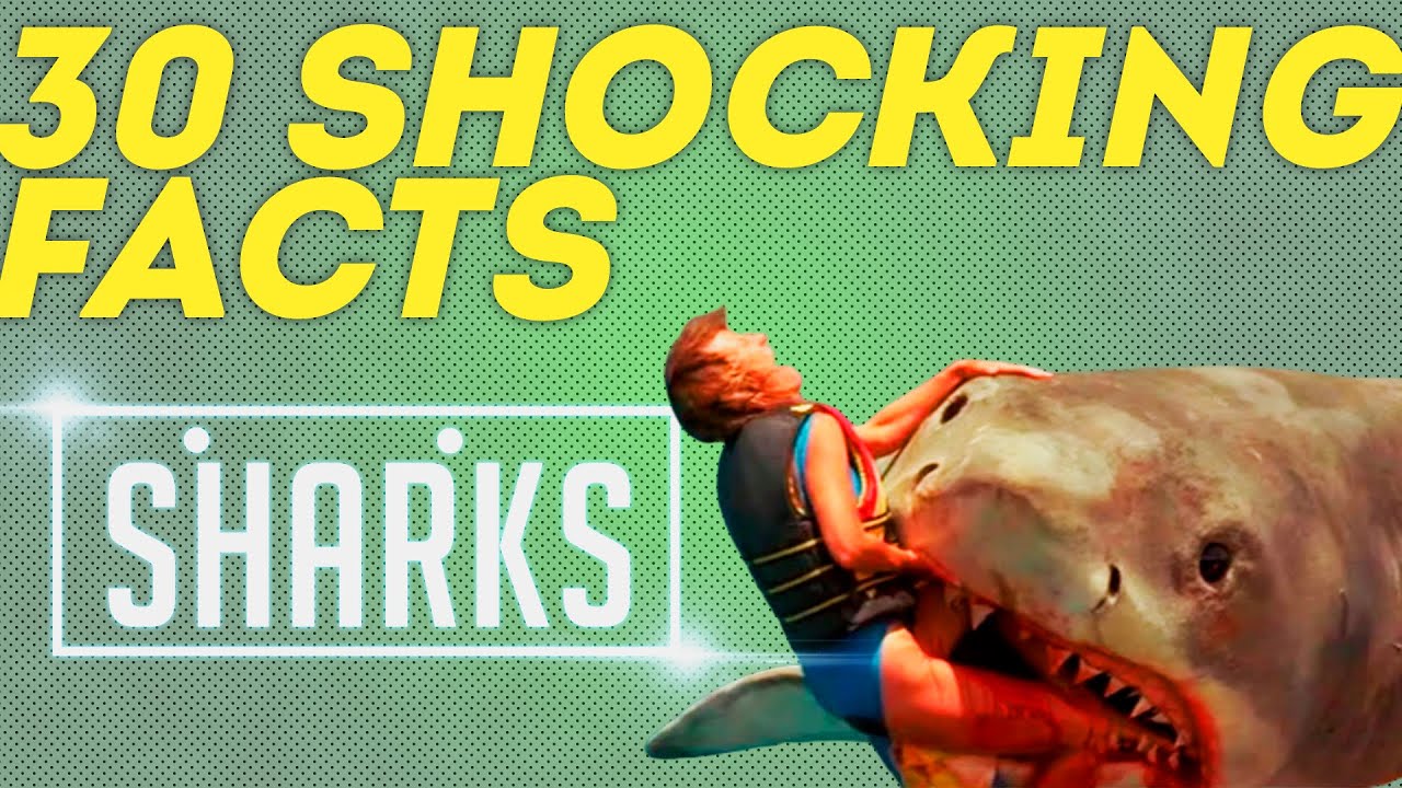 30 Shocking Facts about Sharks - YouTube