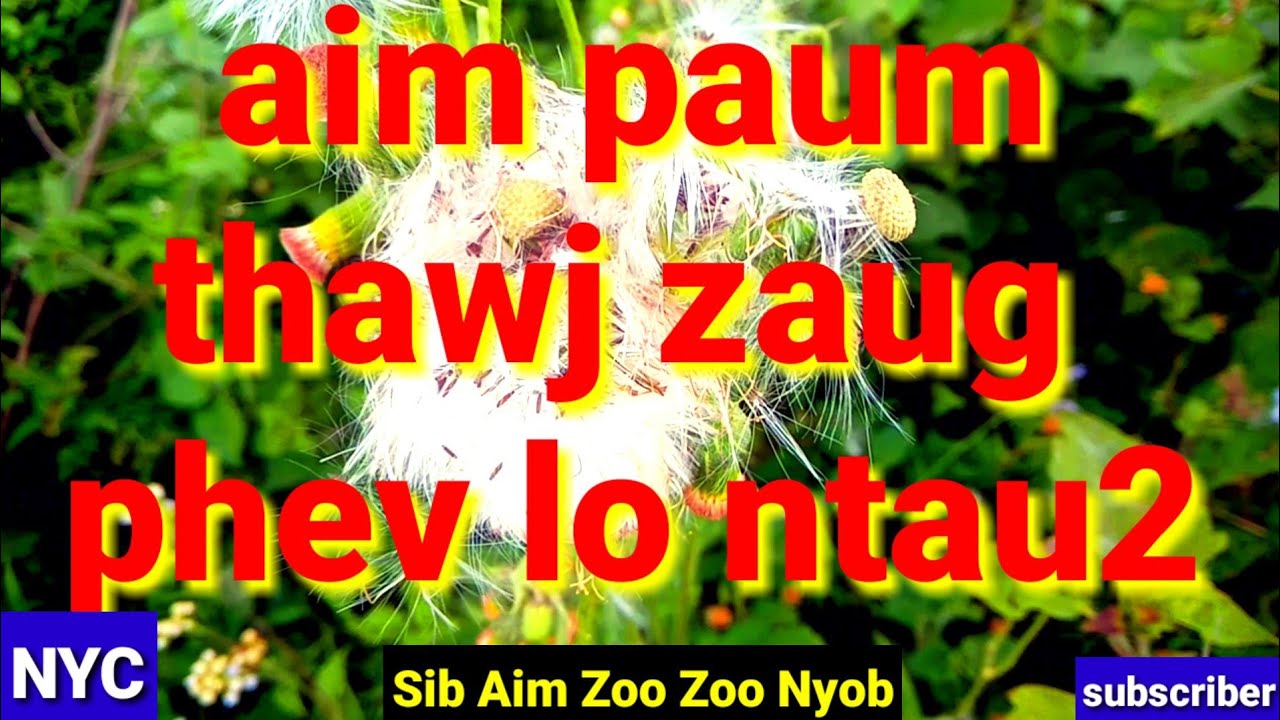Dab Neeg Sib Aim:Aim paum thawj zaug phev lo ntau2 - YouTube