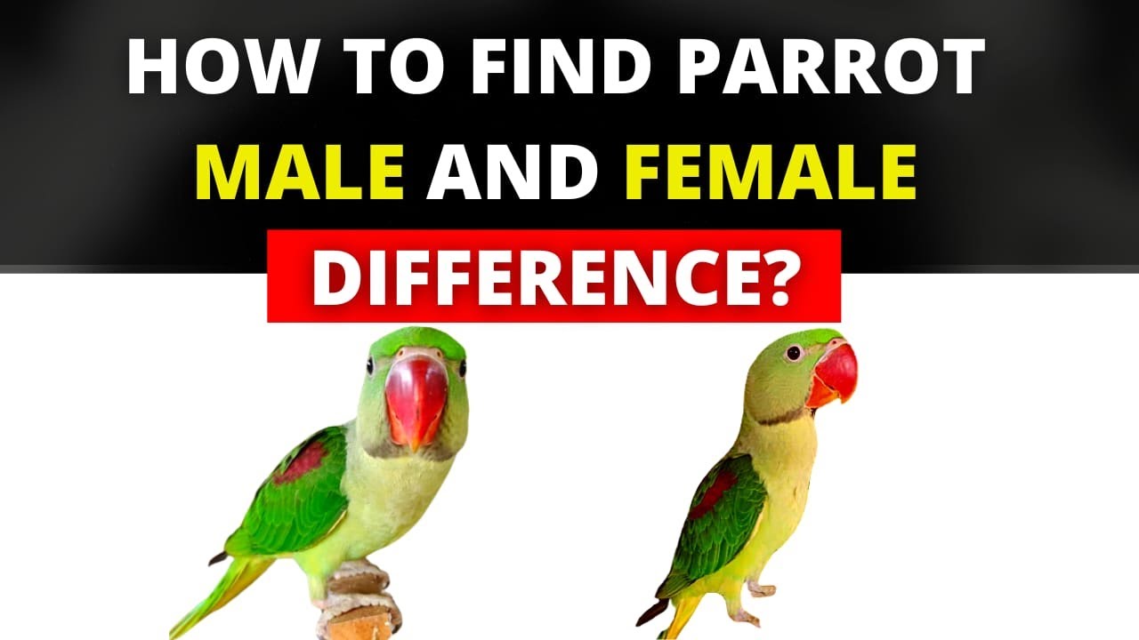 How To Find Parrot Male And Female Difference Indian Ringneck Parrot Malefemale Identity