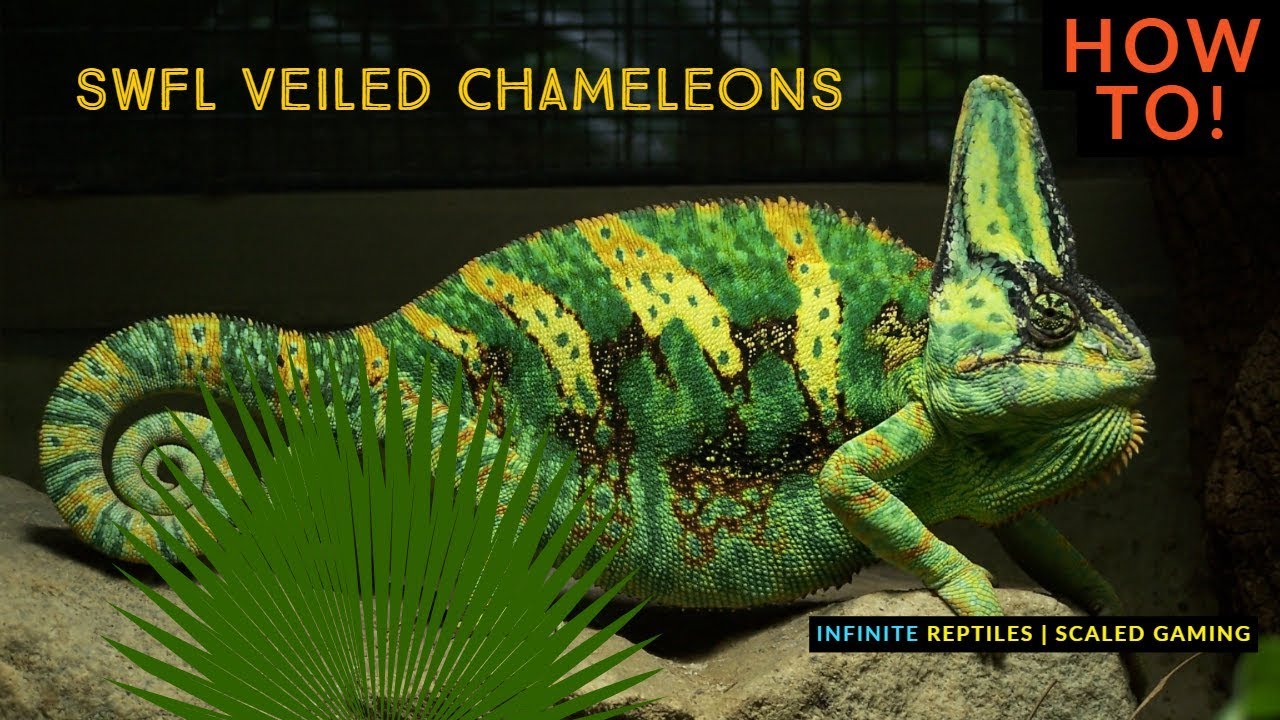 CHAMELEON Catching in Florida *EXPOSED* - YouTube