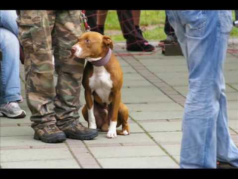 Am.Pit Bull Terrier - fight to a finish IV.- part one - YouTube