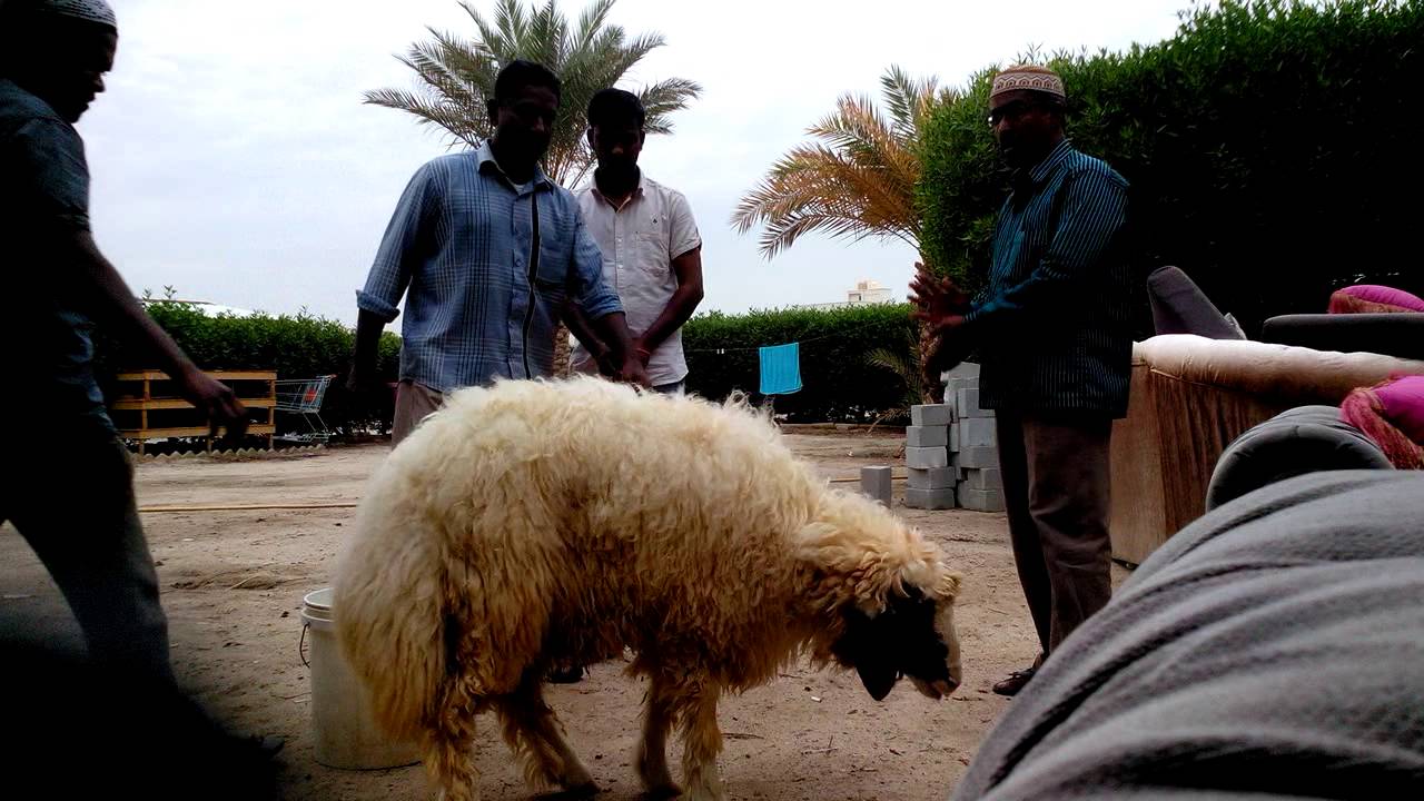 kuwait shabahiya aadu joke - YouTube